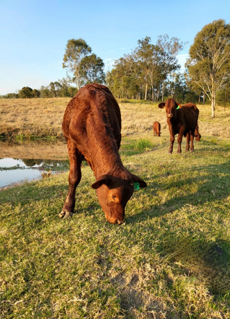 The Farm - The Bluff Farm Stay Cainbable Queensland