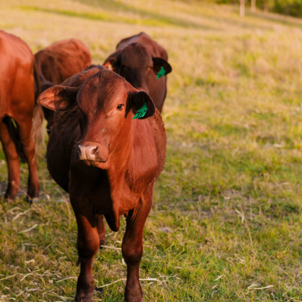 Gallery - The Bluff Farm Stay Cainbable Queensland