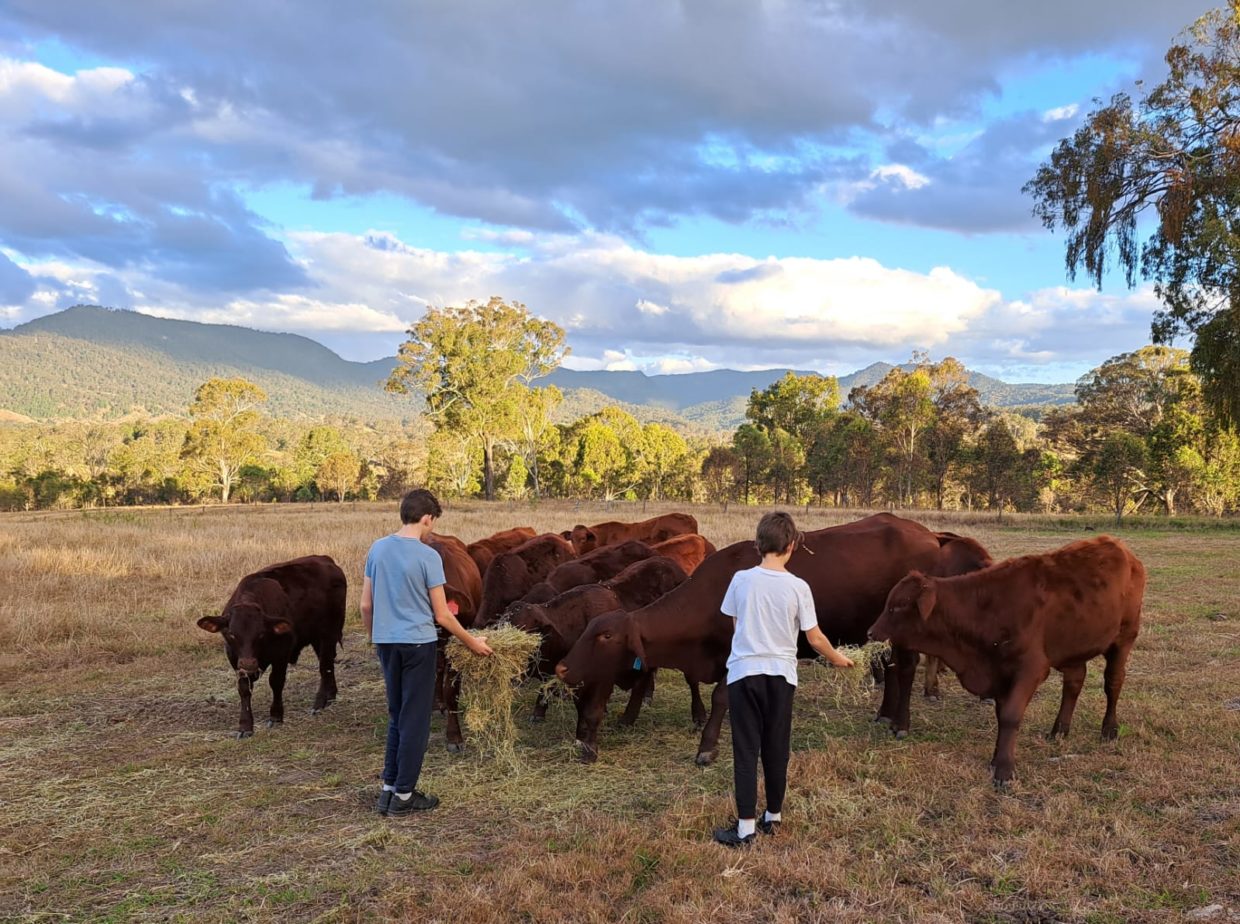 Farm Stay - The Bluff Farm Stay Cainbable Queensland